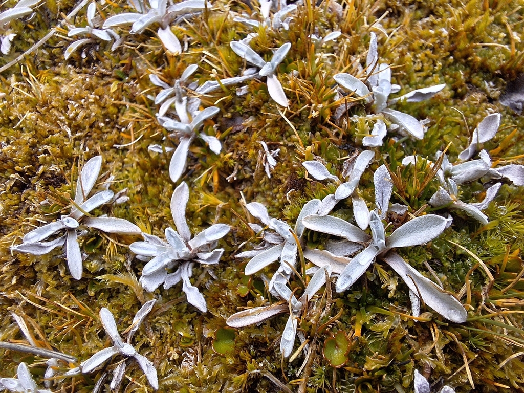 Travers cudweed from Wairau Valley 7271, New Zealand on March 12, 2025 ...