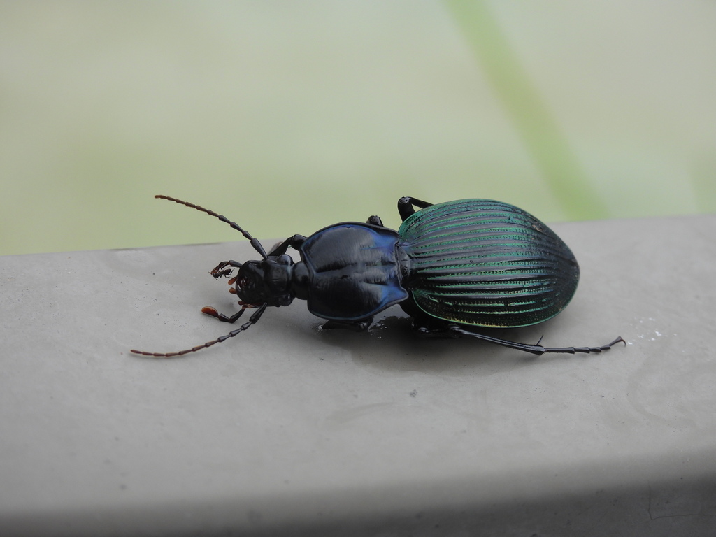 Pamborus from Coomba Park NSW 2428, Australia on March 22, 2025 at 10: ...