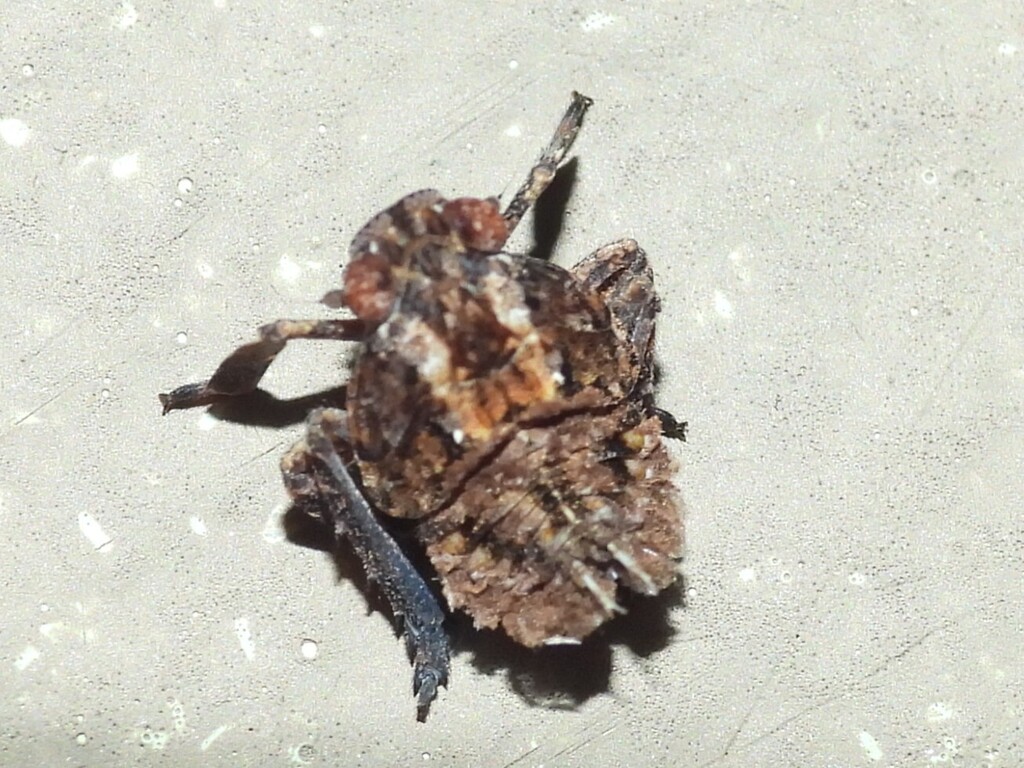 Southern Boxer Bark Mantis from Coomba Park NSW 2428, Australia on ...