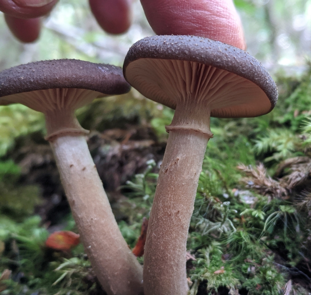 Austral Honey Mushroom from Middlesex TAS 7306, Australia on March 22 ...