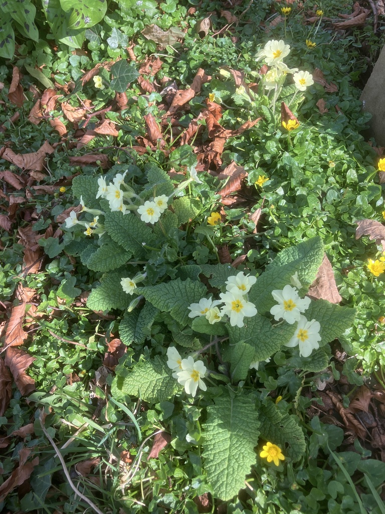 Primrose from Clwydian Range and Dee Valley National Landscapes, Ruthin ...