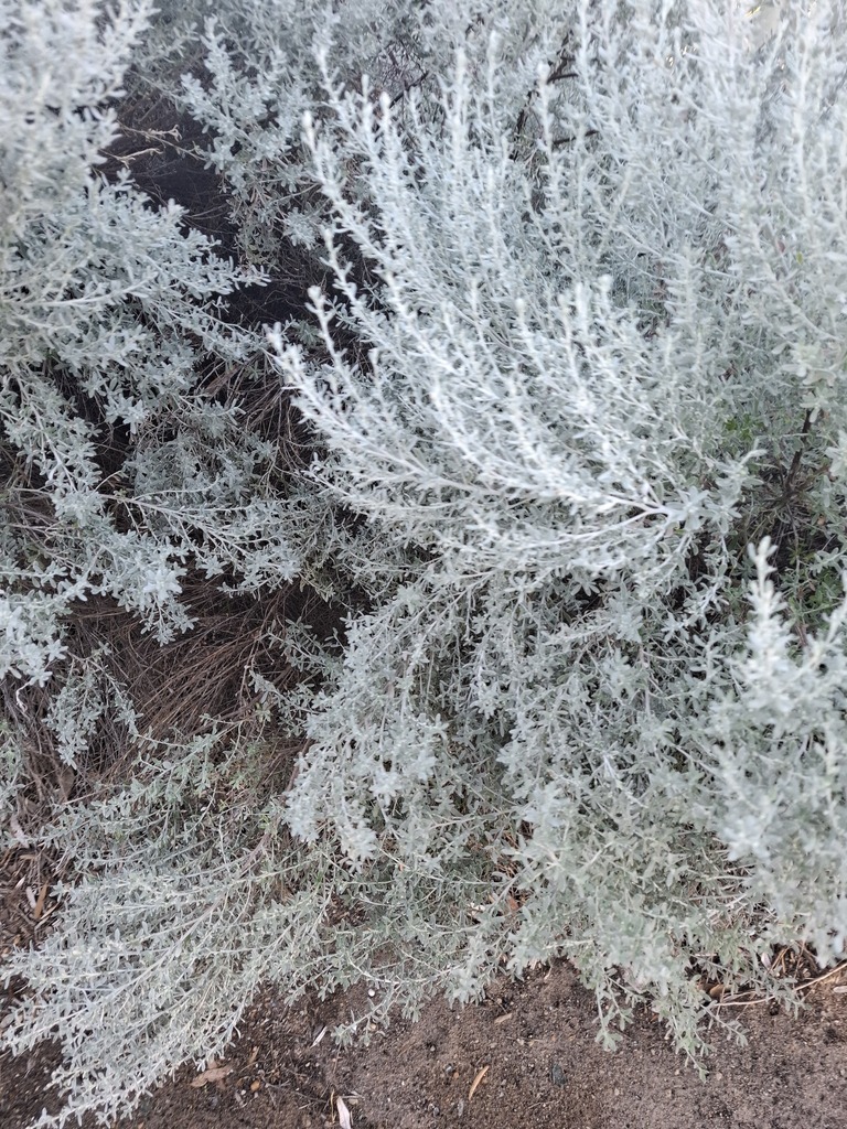 Coastal Daisy-Bush from Perth WA, Australia on March 21, 2025 at 05:34 ...