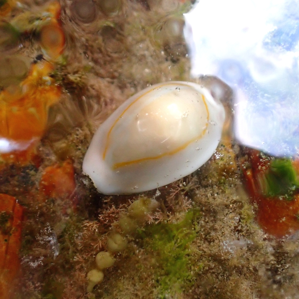 Gold Ring Cowry from Brooms Head NSW 2463, Australia on March 22, 2025 ...