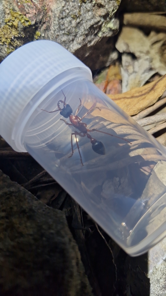 Myrmecia forceps in March 2025 by DillAnt. M.nigriceps mimic · iNaturalist