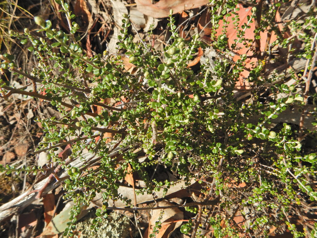 Grey Everlasting from Yandoit Tk (HP9) Franklinford VIC 3461, Australia ...