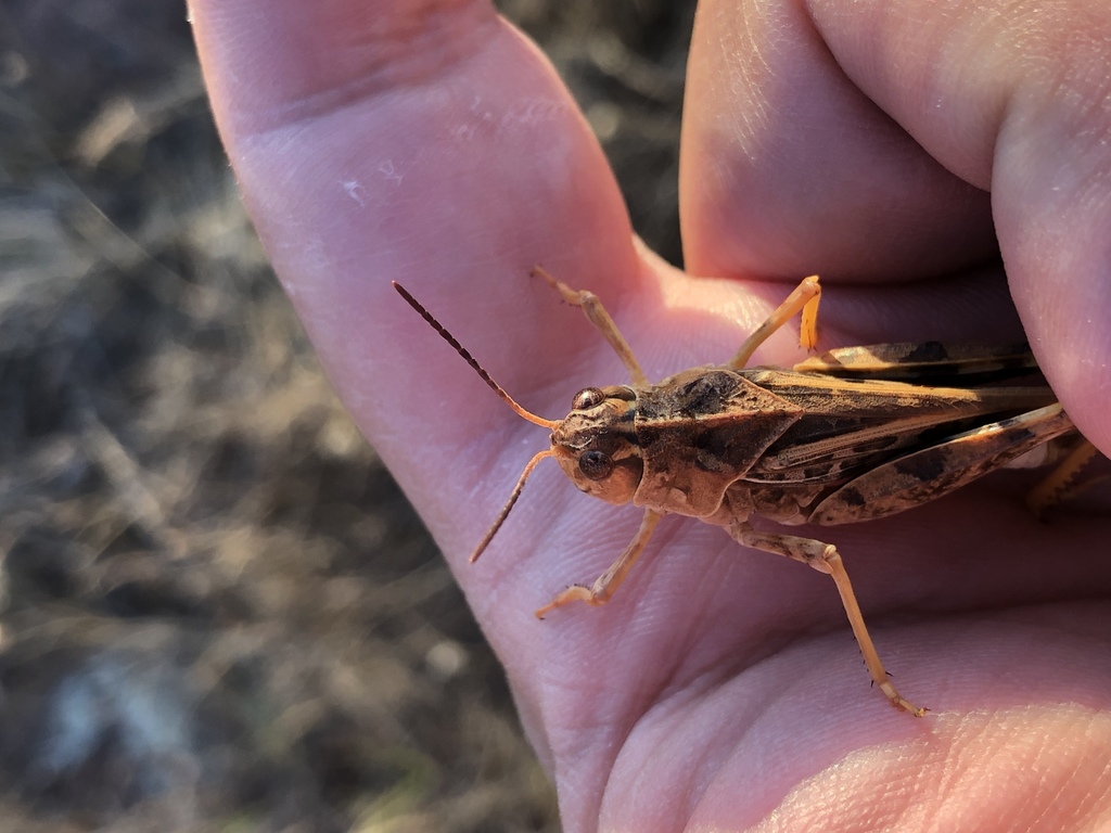 Saussure's grasshopper from Wichita Mountains National Wildlife Refuge ...