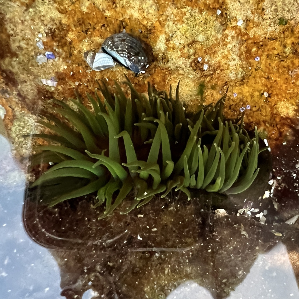 Green snakelock anemone from South Coogee NSW 2034, Australia on March ...