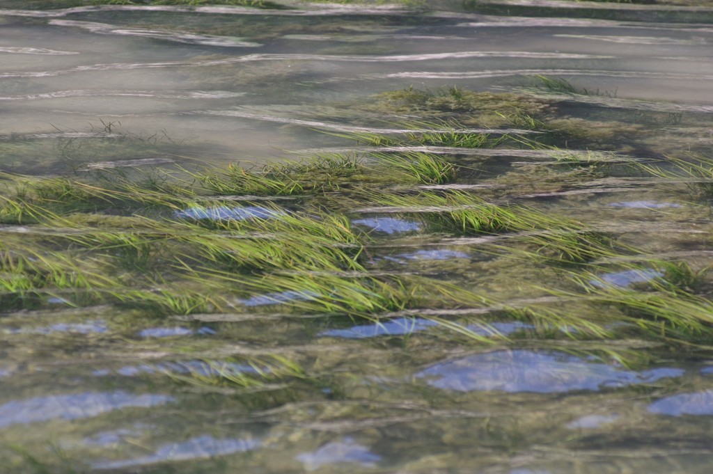Cape dwarf-eelgrass (Zostera capensis) - Botanical Realm