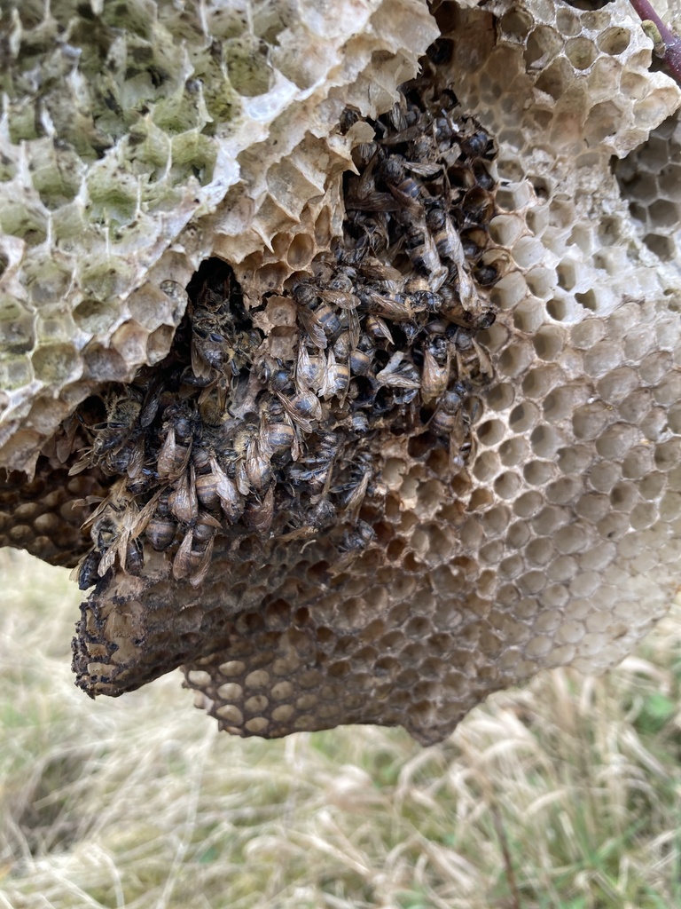 Western Honey Bee from Leigh, England, GB on March 22, 2025 at 02:24 PM ...