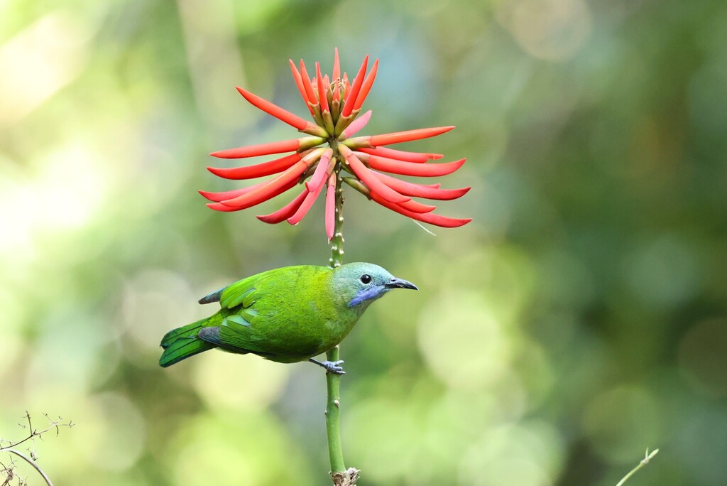 Orange-bellied Leafbird from Tai Po Kau, Hong Kong on March 21, 2025 at ...