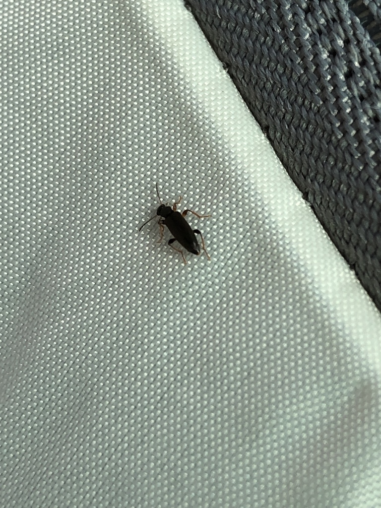 Macratria in August 2019 by Ken Rosenthal · iNaturalist