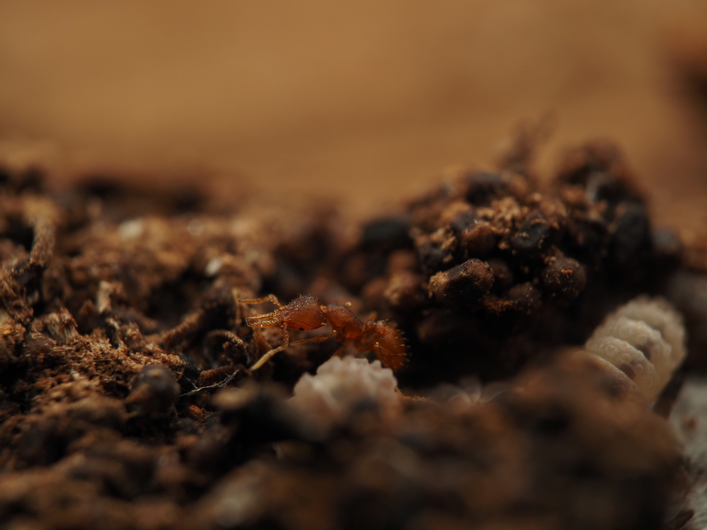 Eggers’ Pygmy Snapping Ant from Kendall, FL, USA on March 21, 2025 at ...