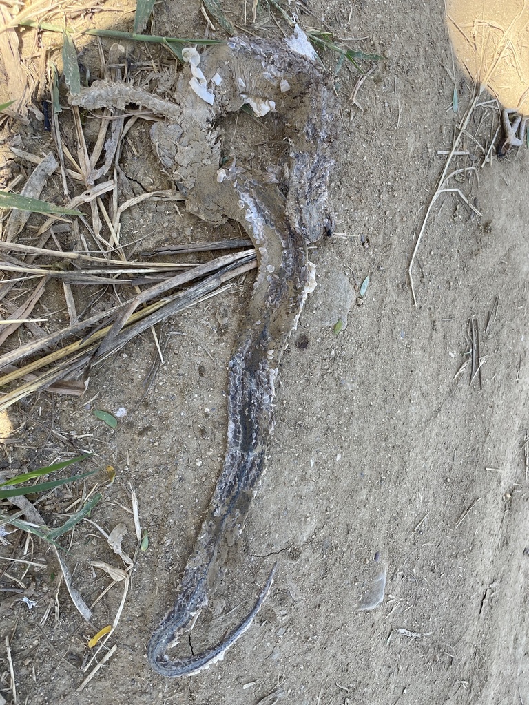 Blood Snake from Villanueva, Cortés, HN on February 12, 2025 at 12:55 ...