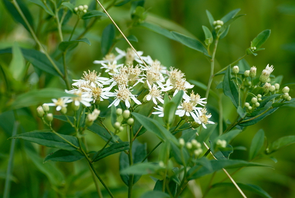 flat-top white aster in July 2019 by psweet · iNaturalist