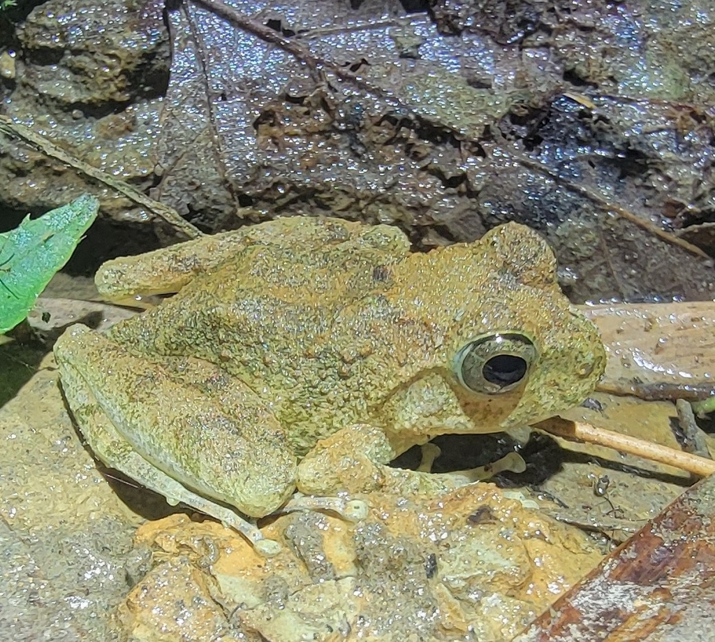 Ota's stream tree frog from Chiayi City, TW-TA, TW on March 22, 2025 at ...