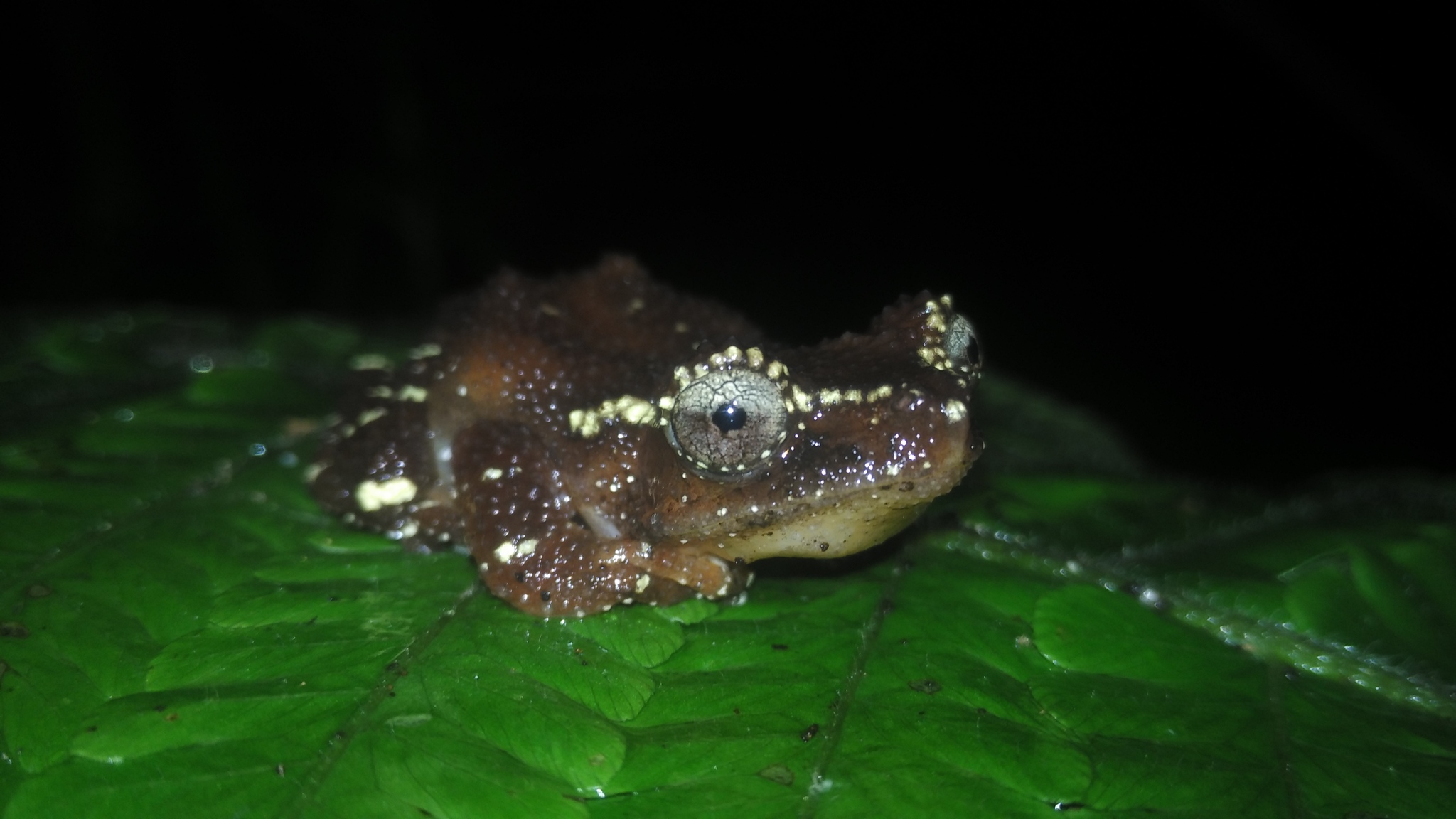 Nyctixalus margaritifer Boulenger, 1882