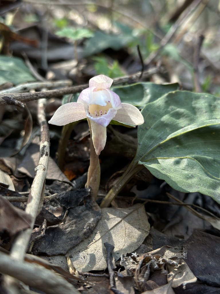 Changnienia amoena in March 2025 by Guanning Liu · iNaturalist