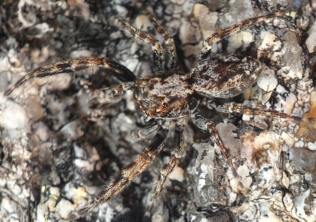 Jumping Spiders from Lower Buller Gorge, New Zealand on April 3, 2022 ...