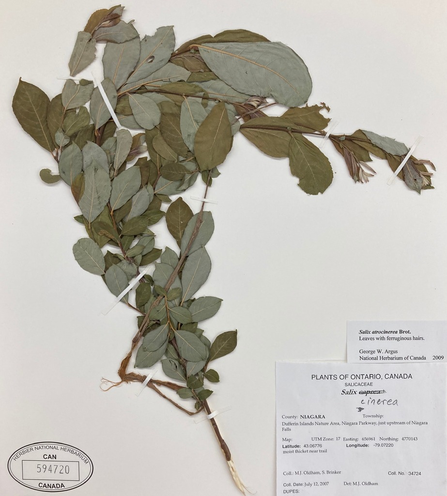 Rusty Willow from Canada, Ontario, NIAGARA County, Dufferin Islands ...