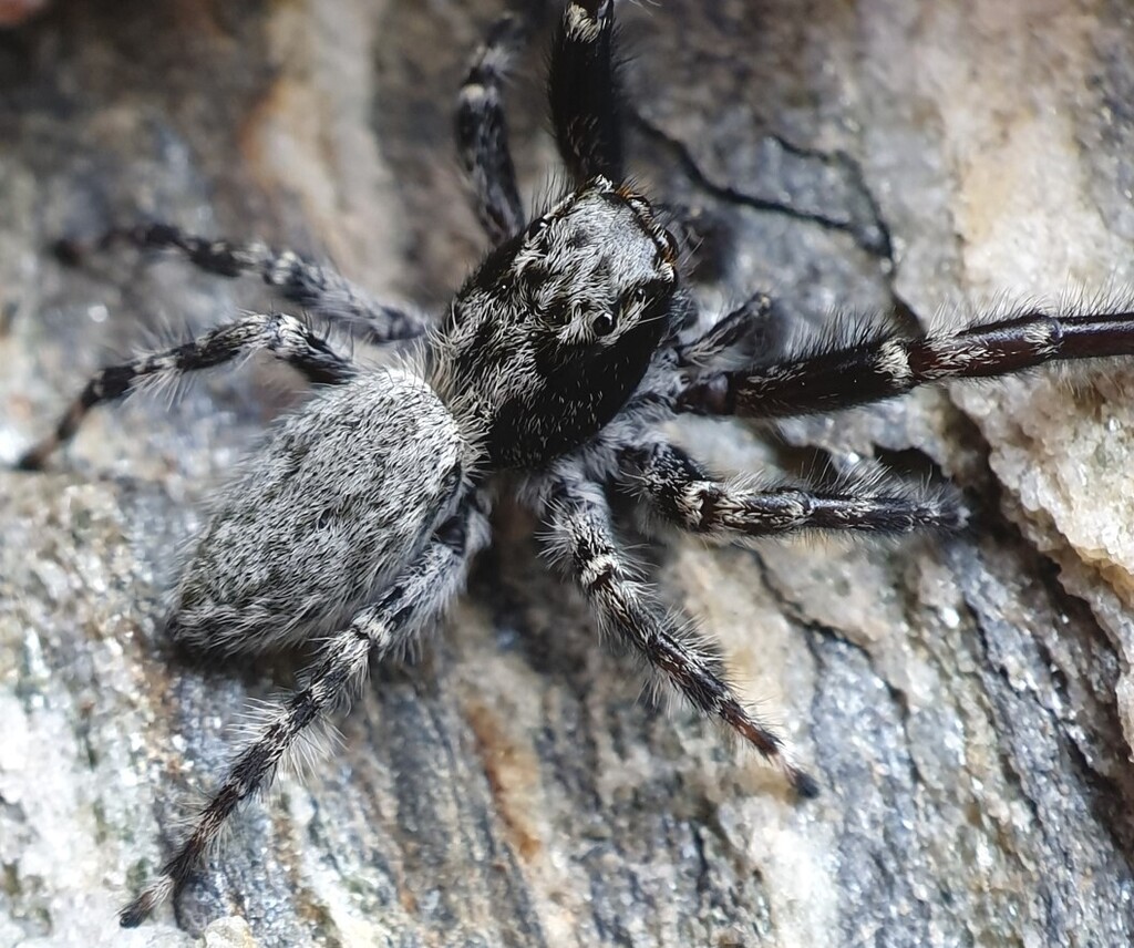 Jumping Spiders from Kawarau Falls, New Zealand on February 13, 2022 at ...