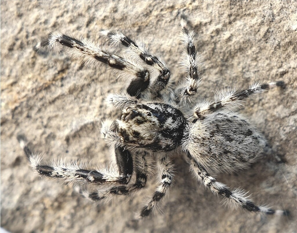 Jumping Spiders from Tasman District, Tasman, New Zealand on March 10 ...
