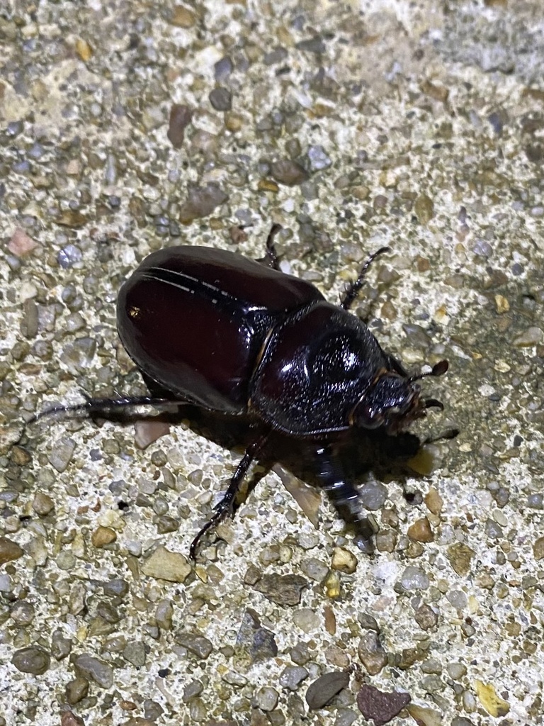 Aloeus Ox Beetle from Vaca Forest Reserve, Cayo, BZ on January 6, 2025 ...