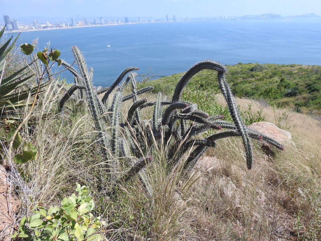 Octopus Cactus in October 2024 by luisfuentes · iNaturalist