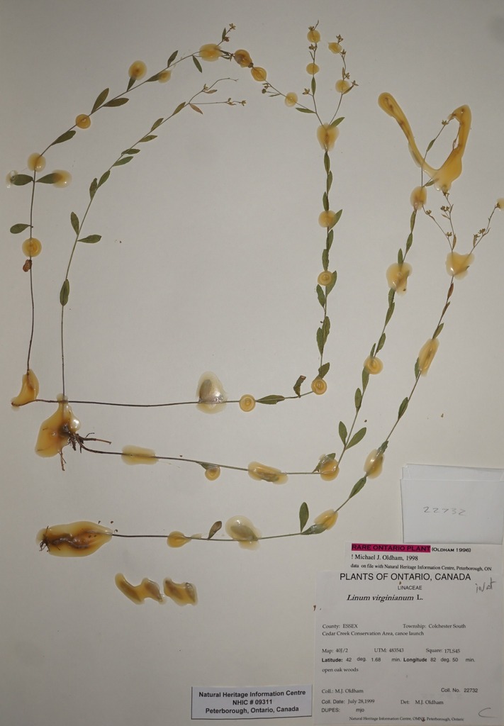 Virginia Flax from Canada, Ontario, ESSEX County, Cedar Creek ...