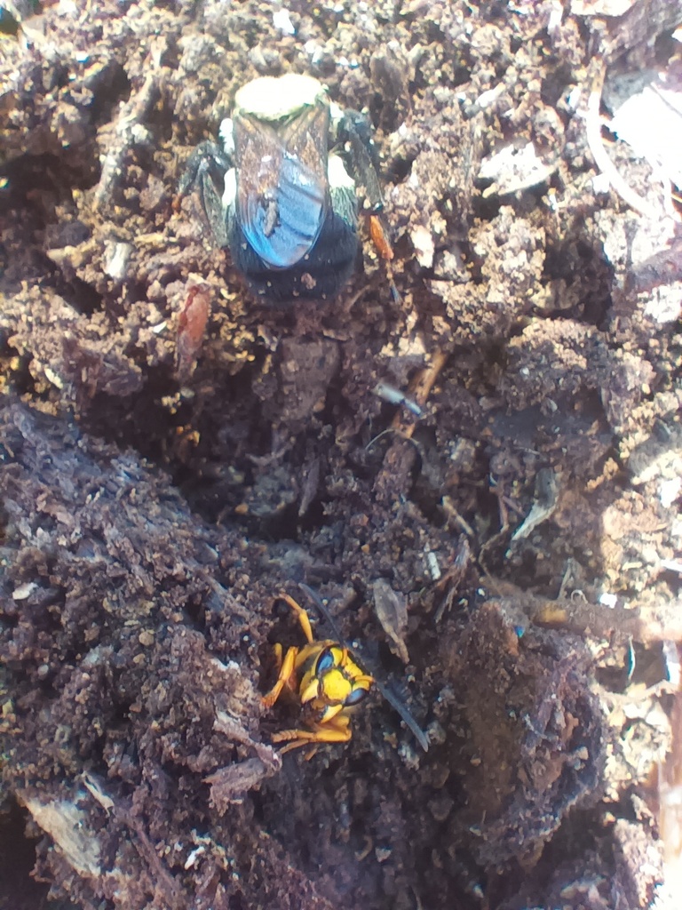 Brown-belted Bumble Bee from Vermillion County, IN, USA on March 22 ...