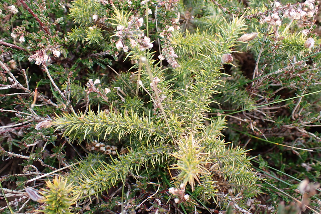 Dwarf Gorse from Isle of Wight, UK on March 22, 2025 at 03:19 PM by ...