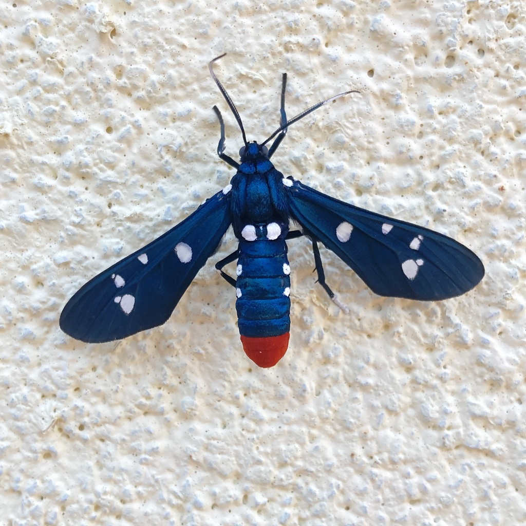 Polka-Dot Wasp Moth from Ave Maria University, Ave Maria, FL, US on ...