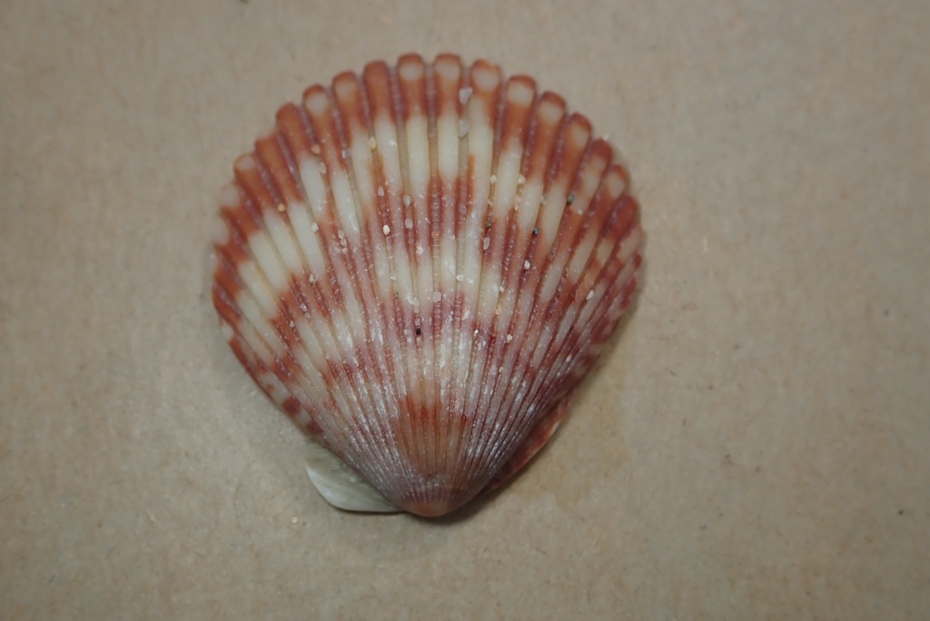 Pacific Calico Scallop from Pacific Ocean, Huntington Beach, CA, US on ...