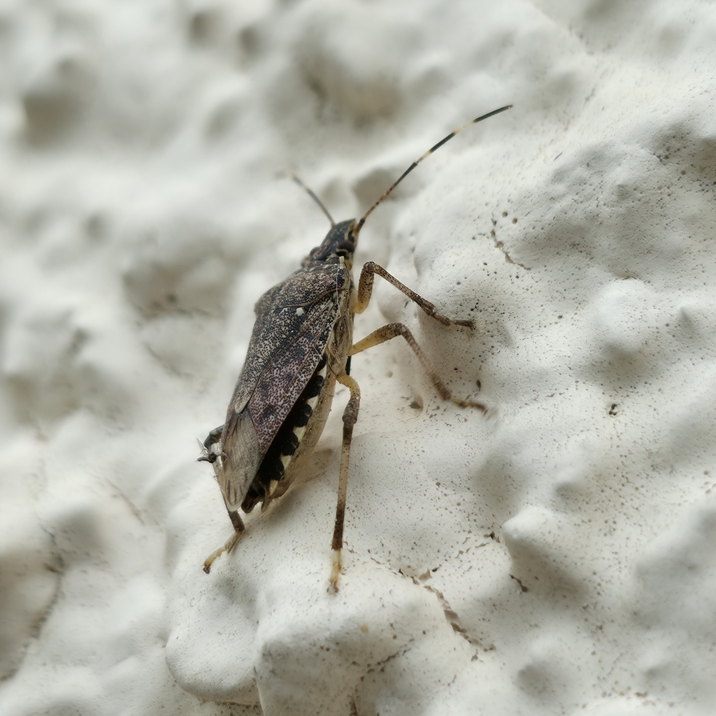 Brown Marmorated Stink Bug from 17486 Castelló d'Empúries, Girona ...