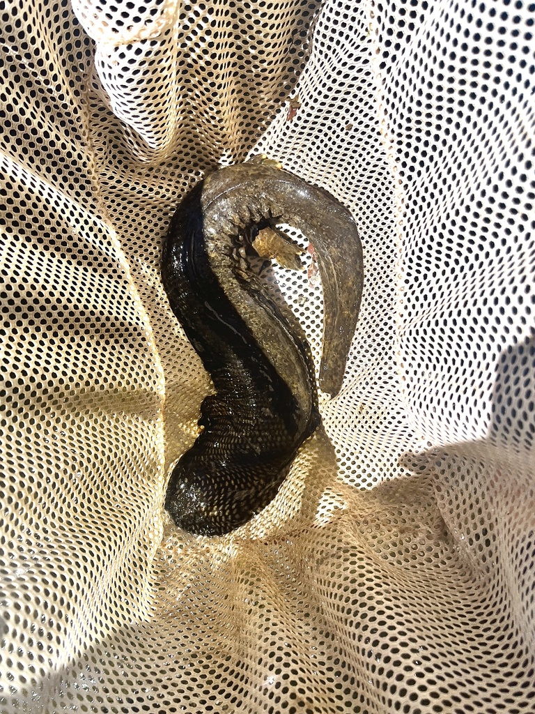 Eastern Hellbender in March 2025 by frozenflip · iNaturalist