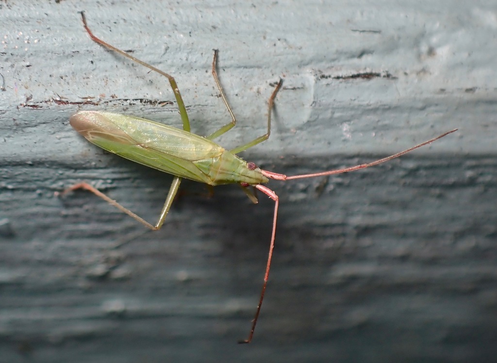 Rice Leaf Bug from Boston PE21, UK on August 4, 2019 at 06:08 AM by ...