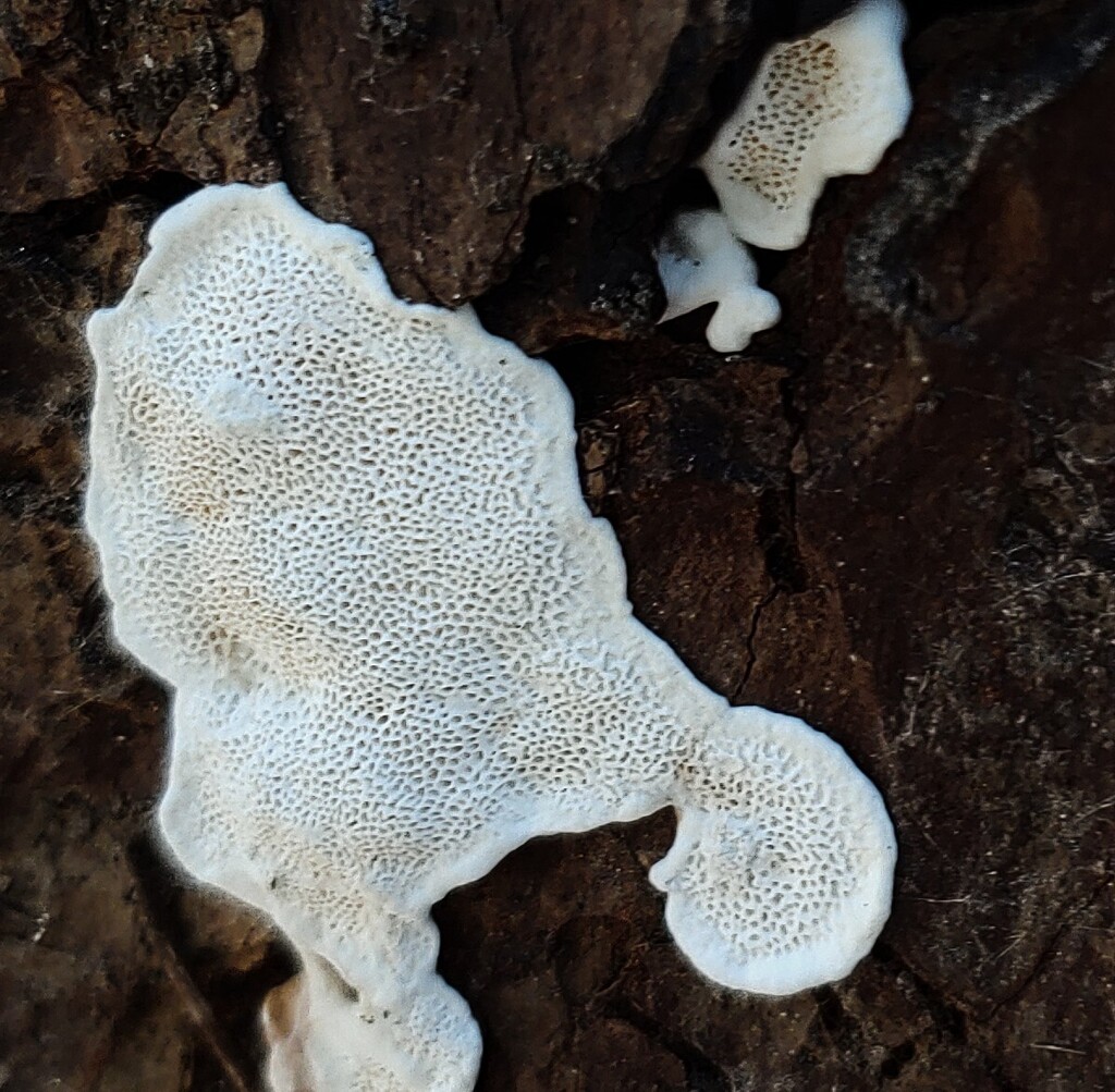 Conifer-base Polypore from Druid Hills, GA, USA on March 22, 2025 at 11 ...
