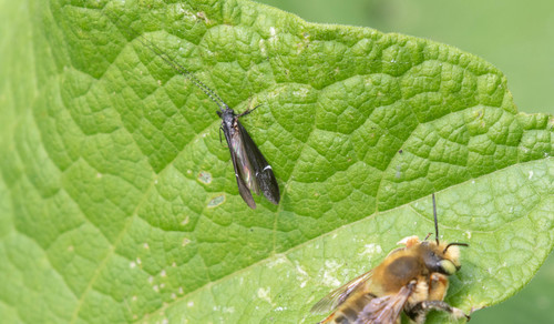Ceraclea punctata · iNaturalist