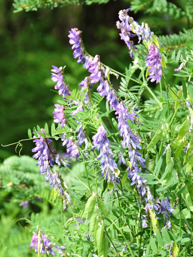 tufted vetch from Division No. 15, AB, Canada on August 11, 2019 at 10: ...