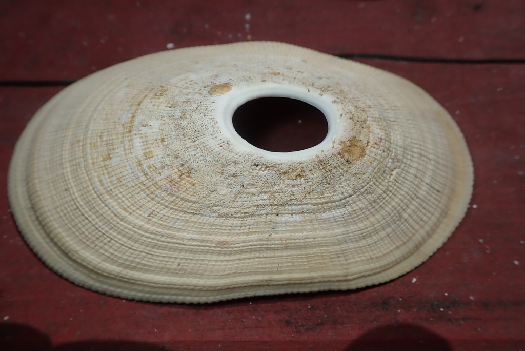 Giant Keyhole Limpet from Pacific Ocean, Huntington Beach, CA, US on ...