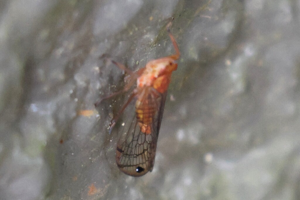 palm planthopper from Millaa Millaa QLD 4886, Australia on March 23 ...