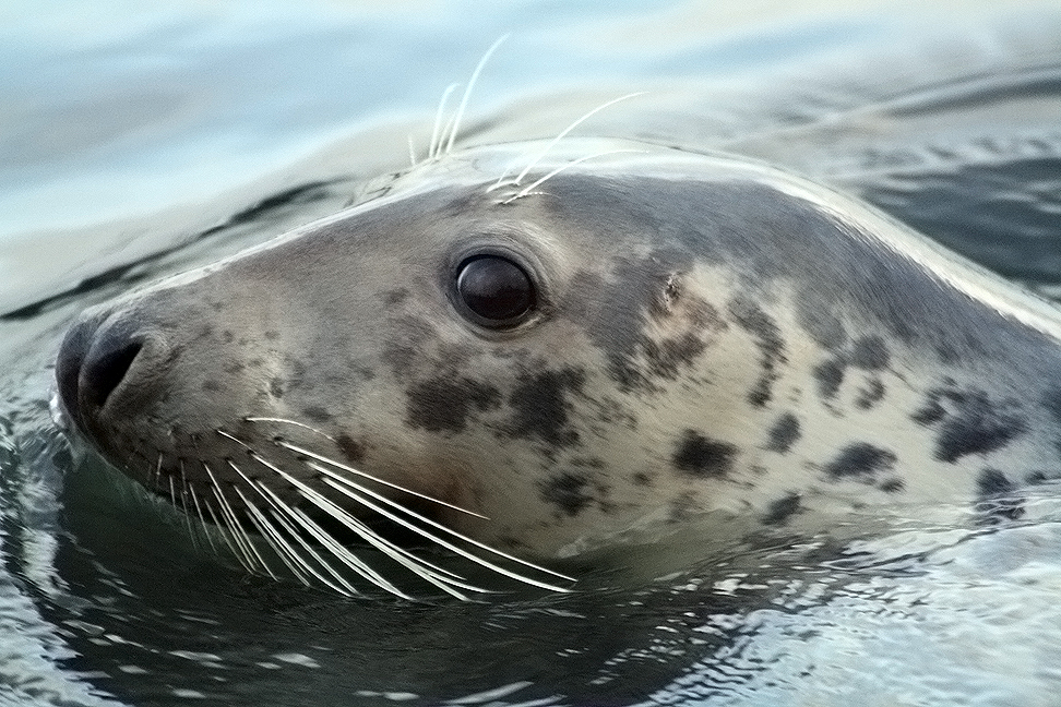 Grey Seals (Halichoerus) - Know Your Mammals
