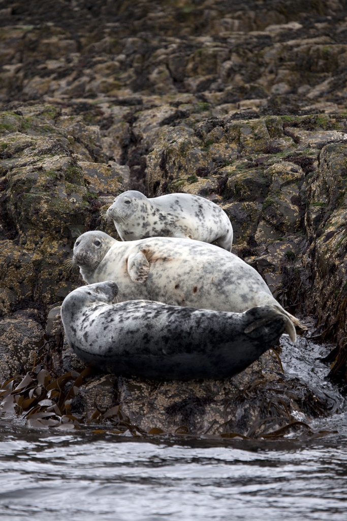 Grey Seals (Halichoerus) - Know Your Mammals