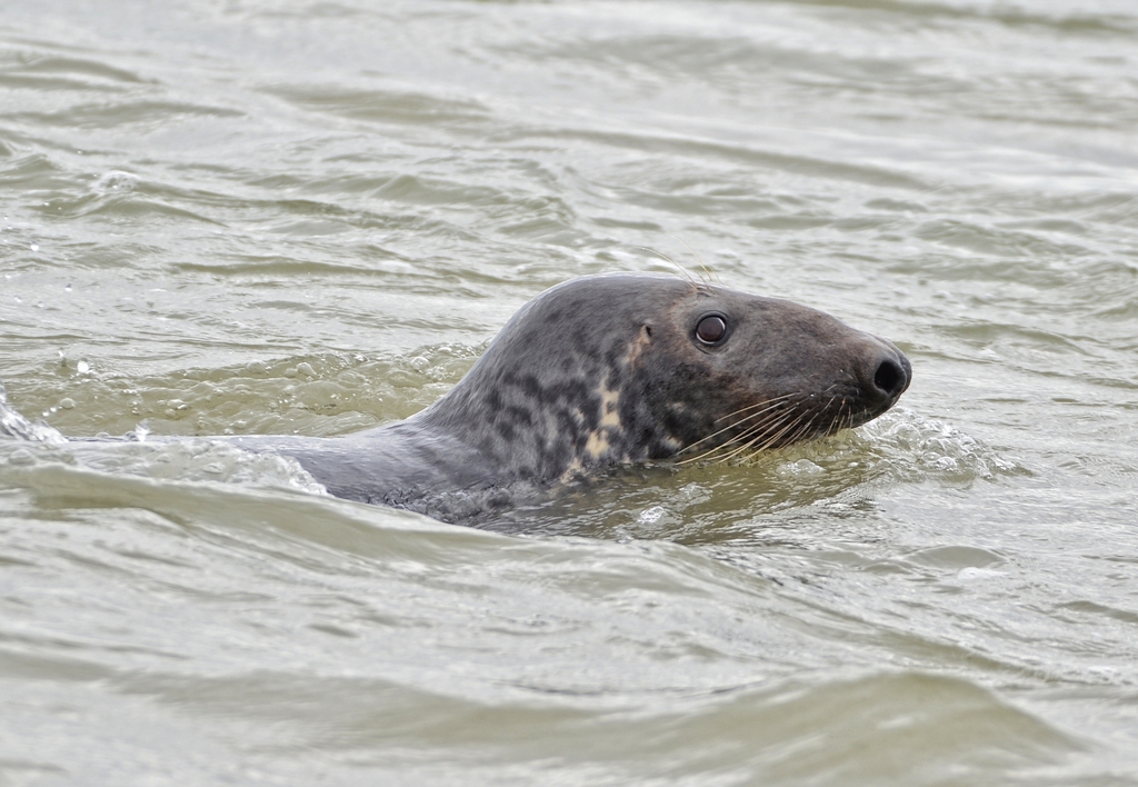 Grey Seals (Halichoerus) - Marine Life Identification