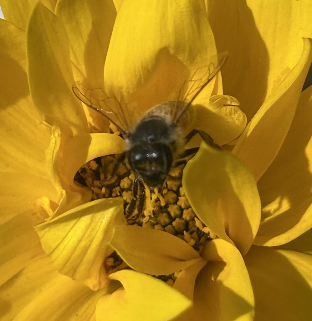 Western Honey Bee from FM-2759, Richmond, TX, US on March 22, 2025 at ...