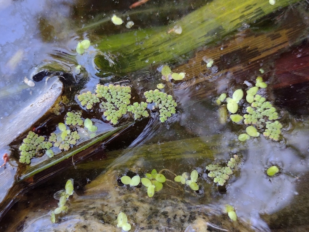 Feathered Mosquito Fern from Scoresby VIC 3179, Australia on March 23 ...