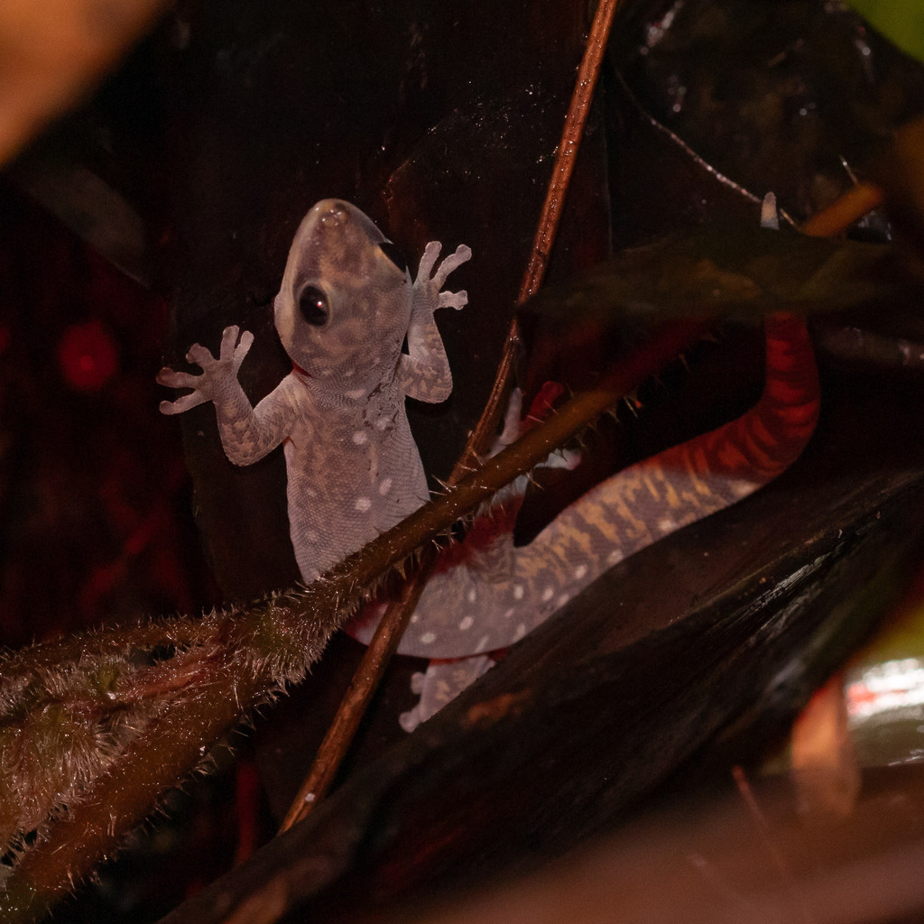 Southern Spotted Velvet Gecko from Broken River QLD 4757, Australia on ...