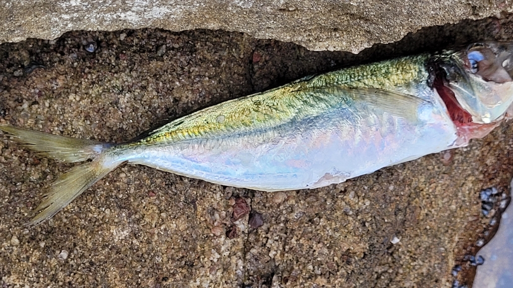 Yellowtail Scad from Tura Beach NSW 2548, Australia on March 23, 2025 ...