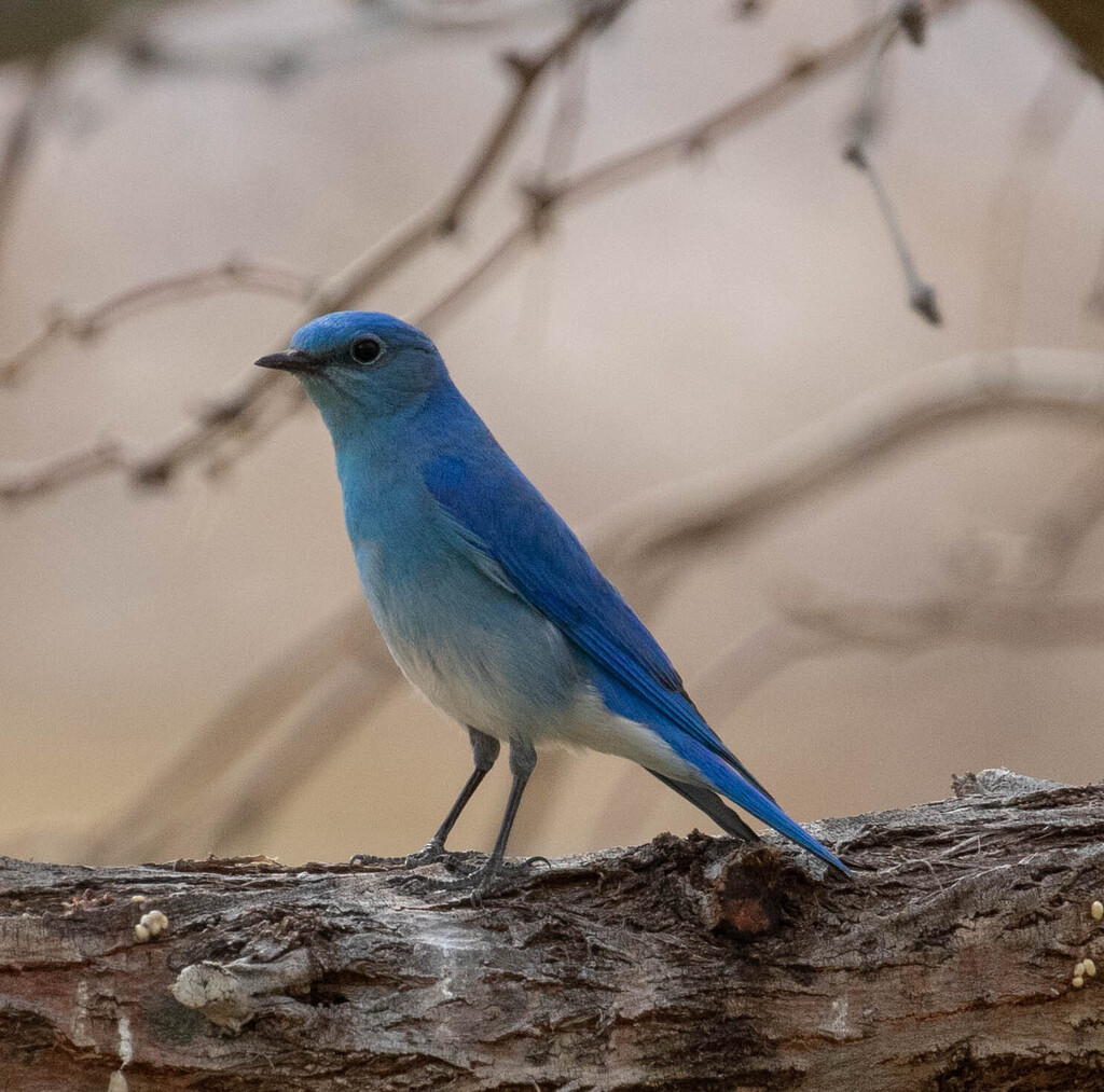 Mountain Bluebird from Desert National WR, Clark County, NV, USA on ...