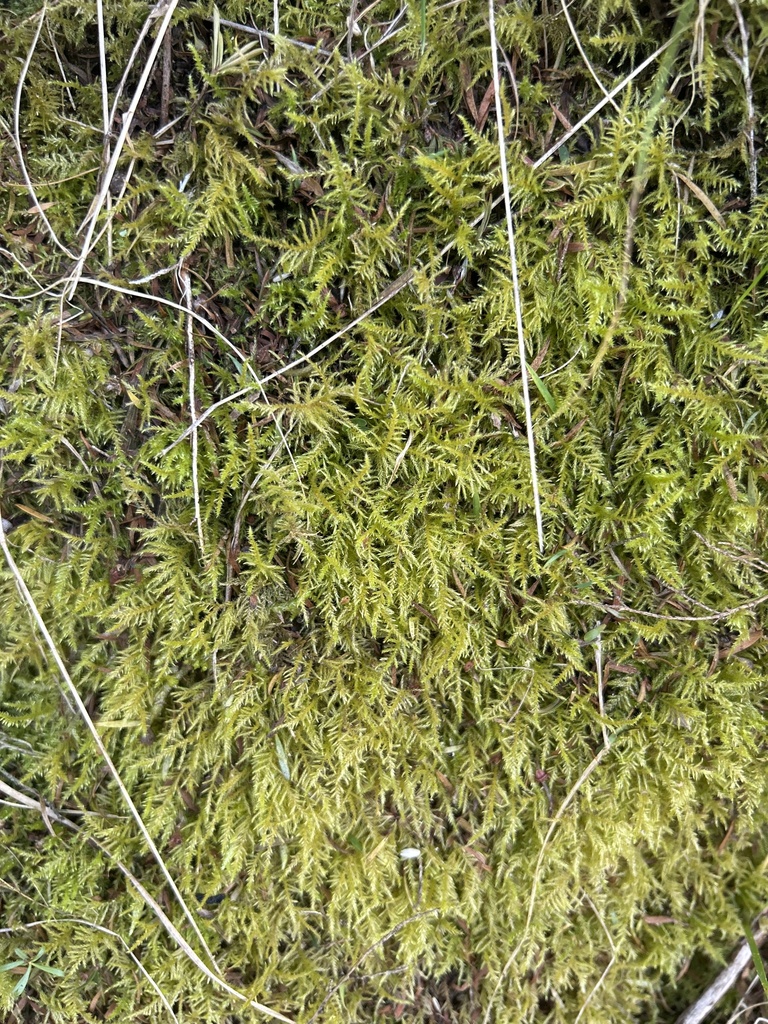 Common Feather-moss from Omahu Bush Reserve, Tai Tapu, Canterbury, NZ ...