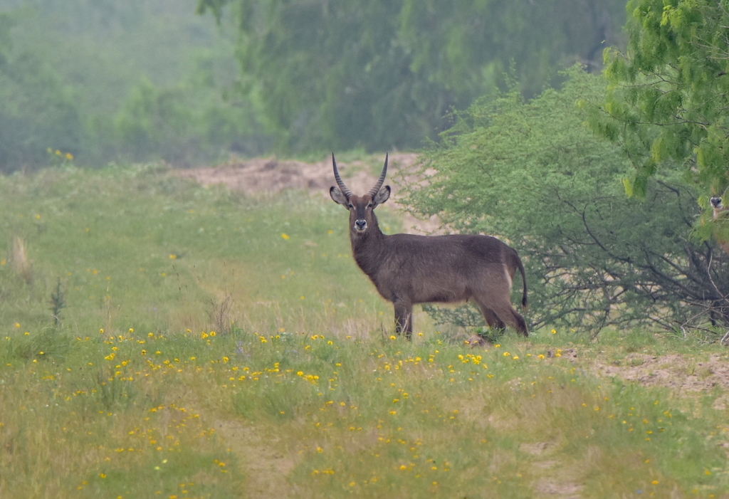 Common Waterbuck from Kenedy County, TX, USA on April 6, 2019 at 02:13 ...